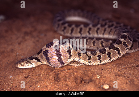 A close-up of a Rhombic Egg-Eater (Dasypeltis scabra), a non-venomous ...
