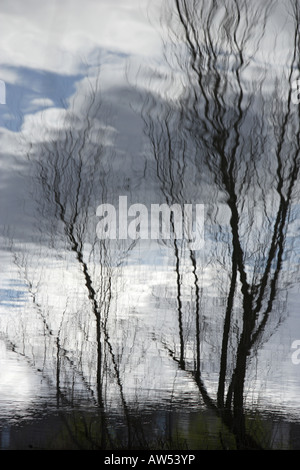 Fine art trees reflect Stock Photo - Alamy