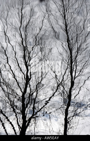 Fine art trees reflect Stock Photo - Alamy