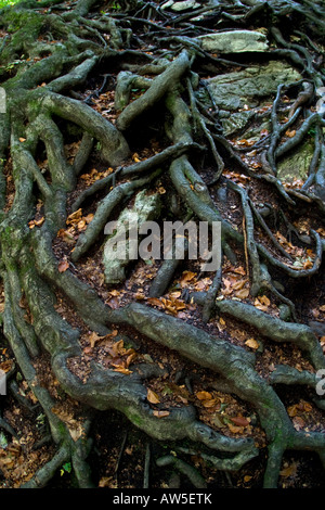 A tree roots growing over rocks in a forrest in Austria Stock Photo - Alamy