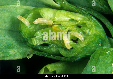 Pea midge Contarinia pisi larvae on a pea flower bud Stock Photo - Alamy