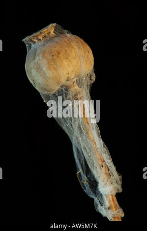 poppy head with cobweb Stock Photo - Alamy