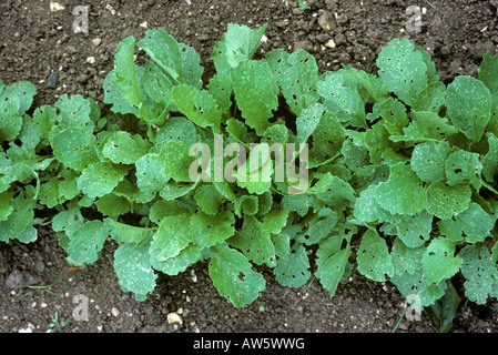 Flea beetle, Phyllotreta spp., feeding damage to the leaves of sweet ...