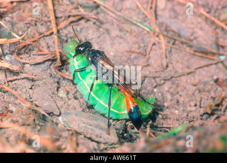 Red-banded or Red-belted Sand Wasp, Ammophila sabulosa. Carrying a ...