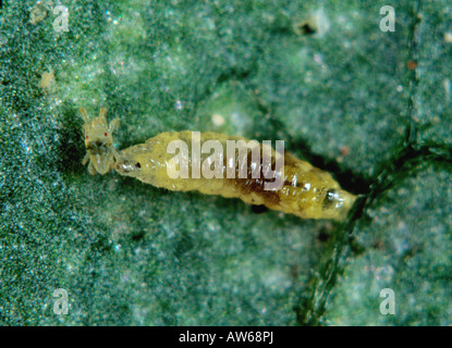 Predatory midge Feltiella acarisuga larva feeding on prey two spotted ...