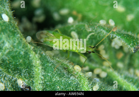 Predatory bug (Macrolophus pygmaeus) predator of whitefly in ...