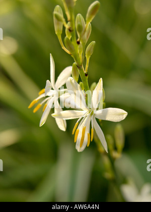 spider plant flower, chlorophytum comosum, also known as spider ivy ...
