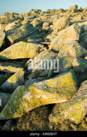 Lichen on rocks on Swirl Howe Lake District UK Stock Photo - Alamy
