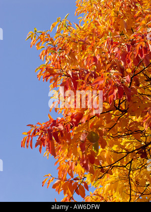 Sassafras albidum, Tree, Red, Foliage leaves, Autumn, Season, Colour of ...