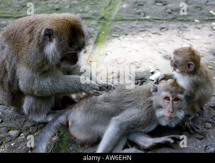 Monkey family. Small macaca fascicularis baby and mother in green ...