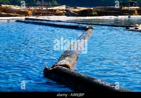 Logs floating in water Stock Photo - Alamy