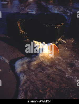 Florida Horse Conch (Triplofusus giganteus) Mollusca Stock Photo - Alamy