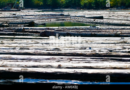 Logs floating in water Stock Photo - Alamy