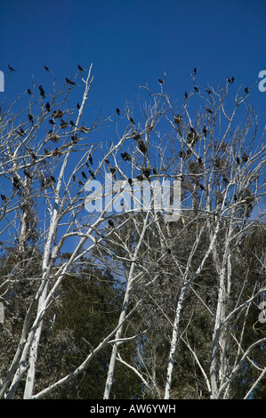 Nesting birds rookery Morro Bay, California, USA Stock Photo - Alamy
