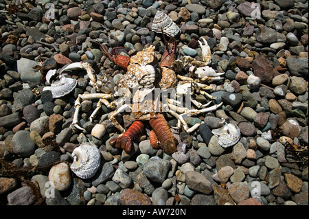 Bones Santa Cruz Island Channel Islands, California, USA Stock Photo ...