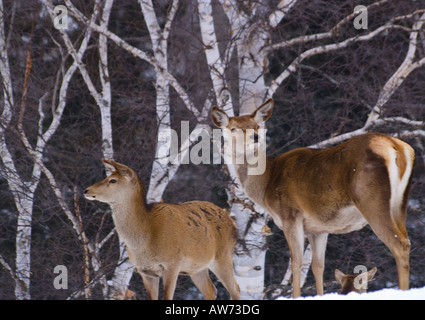 Group of whitetail deer, Saguenay, Quebec, Canada Stock Photo - Alamy