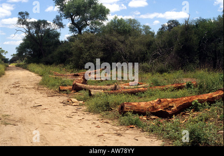 A quebracho tree has been chopped down Stock Photo - Alamy