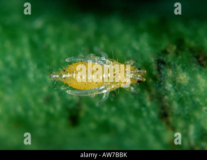 Western flower thrip (Frankliniella occidentalis) adult on a leaf Stock ...