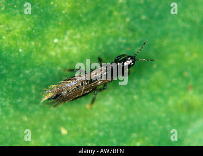 Field thrips Thrips angusticeps winged adult on as pea leaf Stock Photo ...