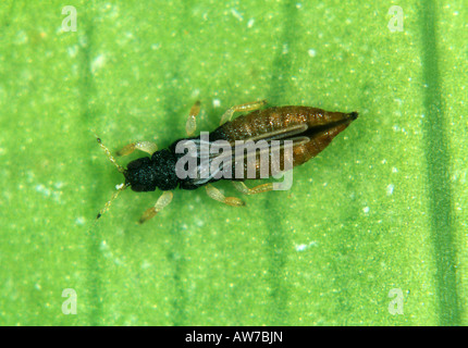 Black thrips Echinothrips americanus adult on a leaf Stock Photo - Alamy