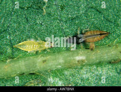 Black thrips Echinothrips americanus pupal stage of the thrip Stock ...
