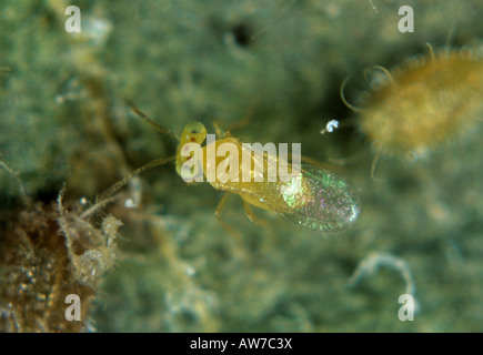Glasshouse whitefly scales & pupae parasitised by parasitoid wasp ...