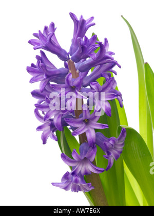 purple hyacinthus flower Stock Photo - Alamy