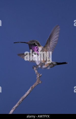 Lucifer Hummingbird male, Calothorax lucifer, taking flight from perch ...