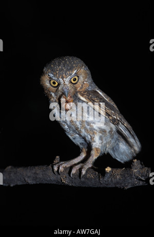 Elf Owl, Micrathene whitneyi, with beetle Stock Photo - Alamy