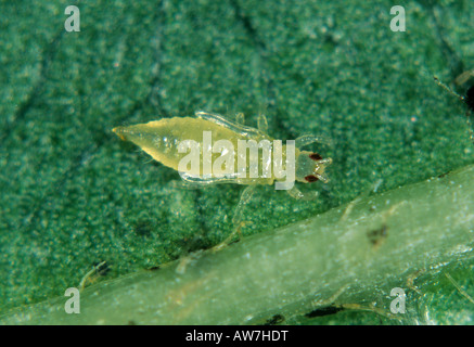 Black thrips Echinothrips americanus pupa and adult on a leaf surface ...