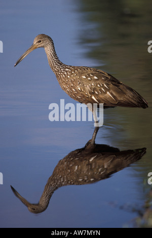 Limpkin (Aramus guarauna Stock Photo - Alamy