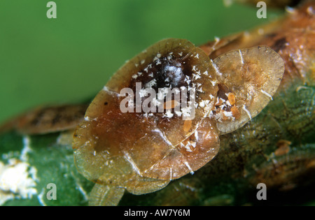 brown soft scale (Coccus hesperidum), several soft lice on the ...