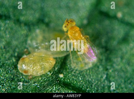 Parasitoid wasp Eretmocerus mundus with cotton whitefly scales and pupa ...
