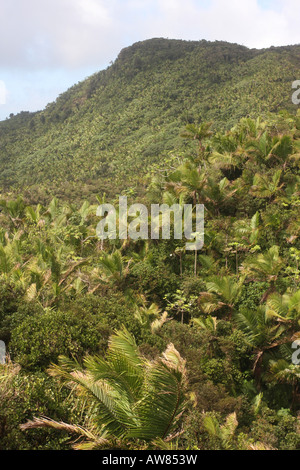 El Yunque rain forest palm puerto rico Stock Photo - Alamy