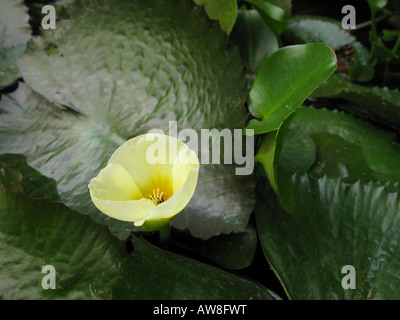 Yellow flowers of the aquatic water poppy Hydrocleys nymphoides growing ...