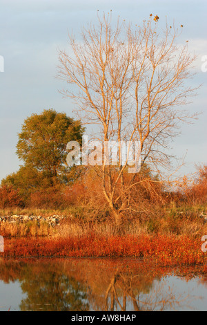 Trees in the park in autumn in Ohio Stock Photo - Alamy