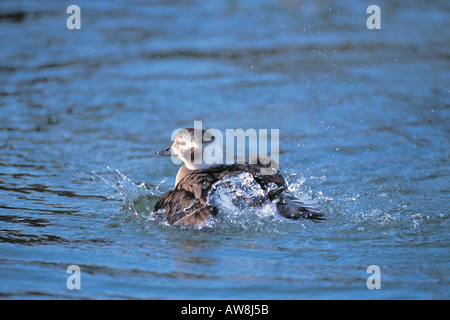 Long tailed duck or Old Squaw Clangula hyemalis Water living birds ...