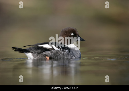 Goldeneye; Bucephala clangula; Female; Winter; Lancashire; UK Stock ...