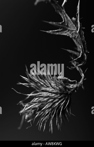 Abstracts of dried plants Stock Photo - Alamy