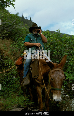 USA Hawaii Molokai mule ride to Kalaupapa National Historical Park ...