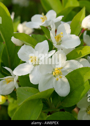 Flowers of Sargent Crabapple (Malus sargentii ‘Candymint’ Stock Photo ...