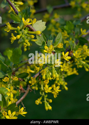 Golden currant (Ribes aureum), Grossulariaceae Stock Photo - Alamy