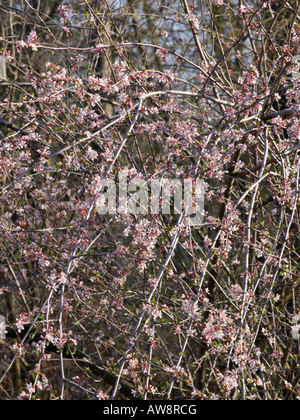 Prunus microcarpa is a species of cherry tree native to regions in Asia ...