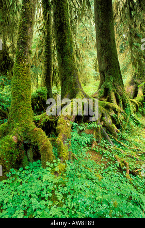 Green trees growing from calm lake water under a clear blue sky, with ...