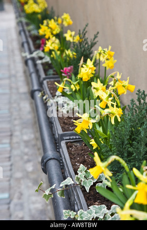 Daffodils and other spring flowers in the park Stock Photo - Alamy