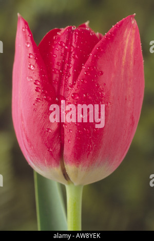 Tulip aximensis,Tulipa aximensis,red flowers,ammi,wildflower meadow ...