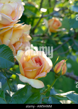 Shrub rose (Rosa), Maigold Stock Photo - Alamy