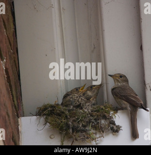 Muscicapa striata. The nest of the Spotted Flycatcher in nature. Russia ...