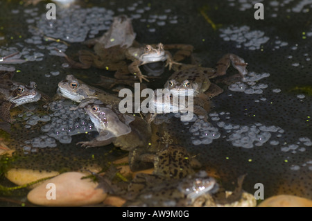 frogs mating among frogspawn Stock Photo - Alamy
