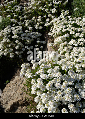 Evergreen evergreen candytuft (Iberis sempervirens Stock Photo - Alamy